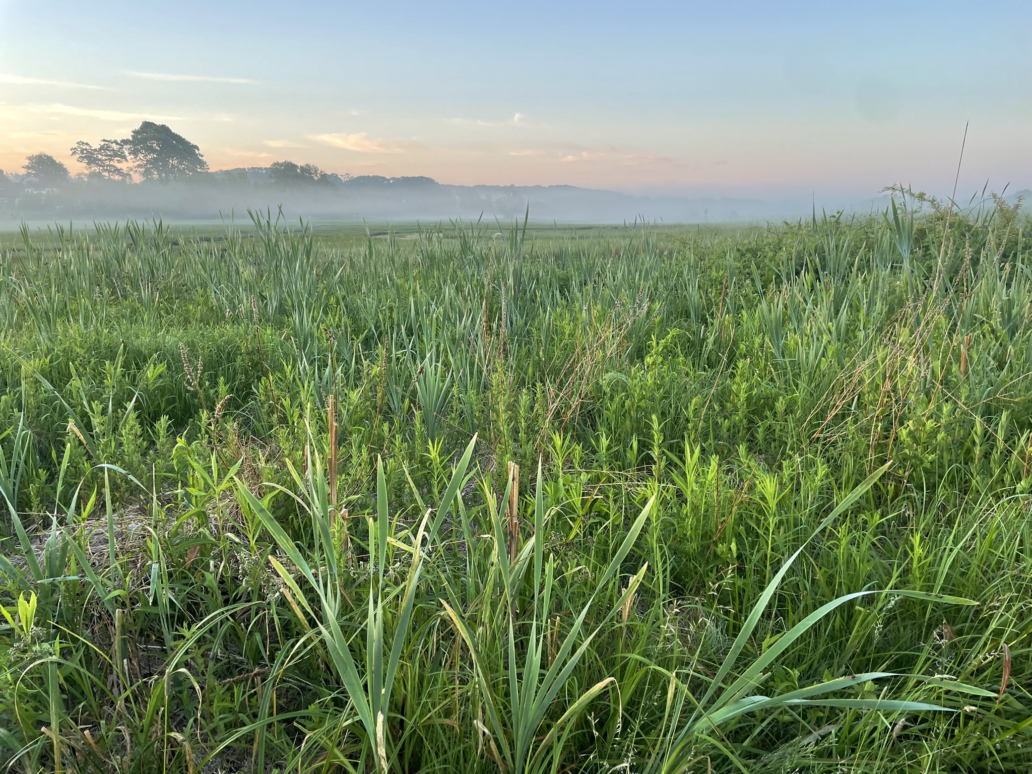 Memoirs on the Marsh – Catharine H. Murray